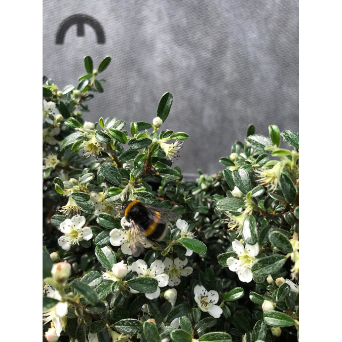 BIM objects - Free download! ANS Exterior Living Green Wall System ...