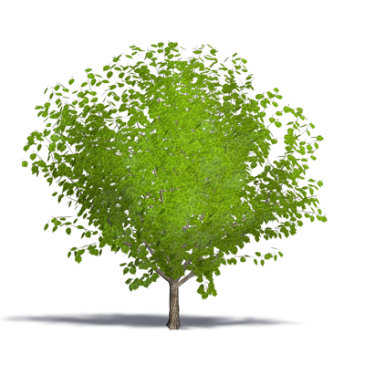 BIM objects - Free download! tree | BIMobject