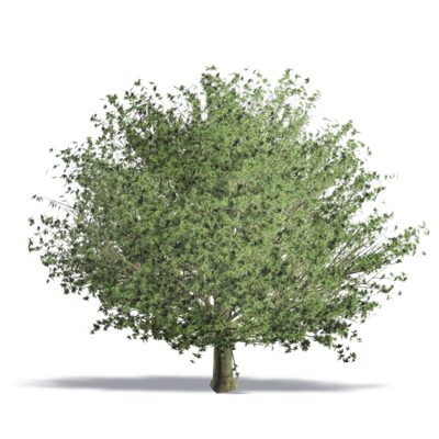 BIM objects - Free download! Entourage - Trees | BIMobject