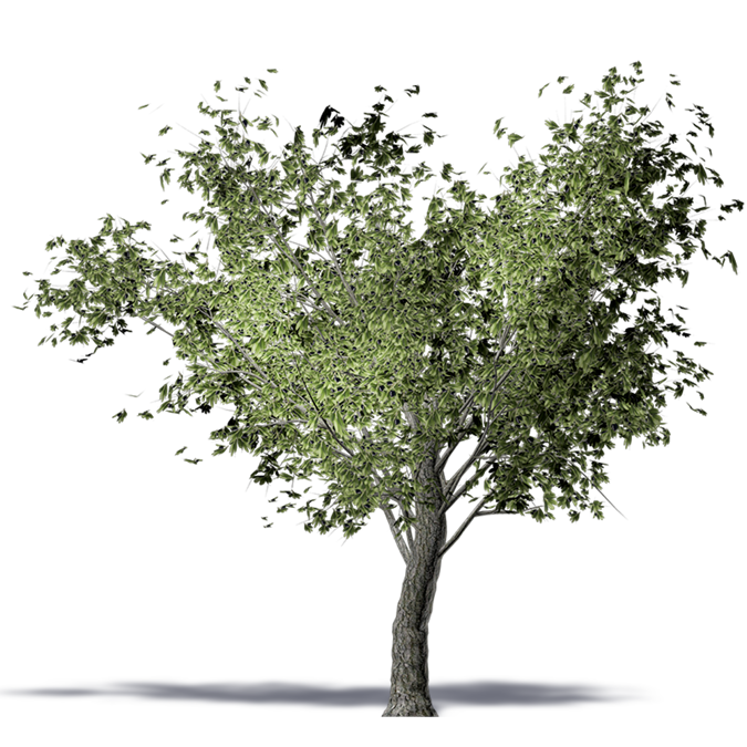 BIM objects - Free download! Olive tree | BIMobject