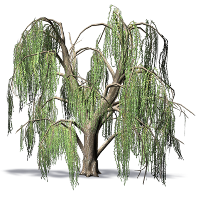 BIM objects - Free download! Weeping Willow | BIMobject