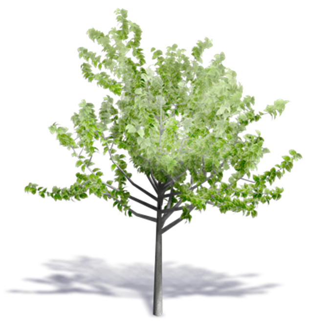 BIM objects - Free download! Generic Summer Tree 12 | BIMobject
