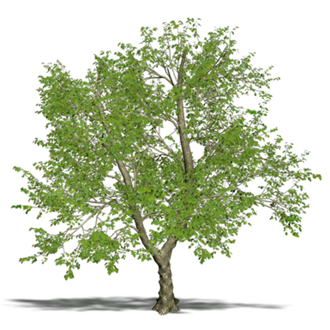 BIM objects - Free download! Green Ash | BIMobject