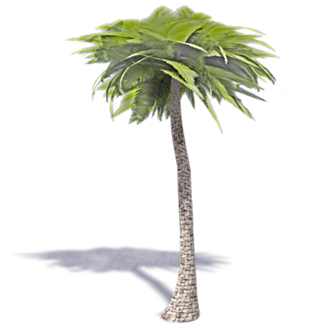 BIM objects - Free download! Palm Tree 2 | BIMobject