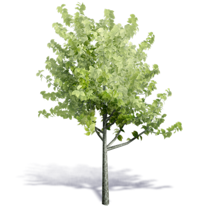 BIM objects - Free download! Generic Summer Tree 2 | BIMobject