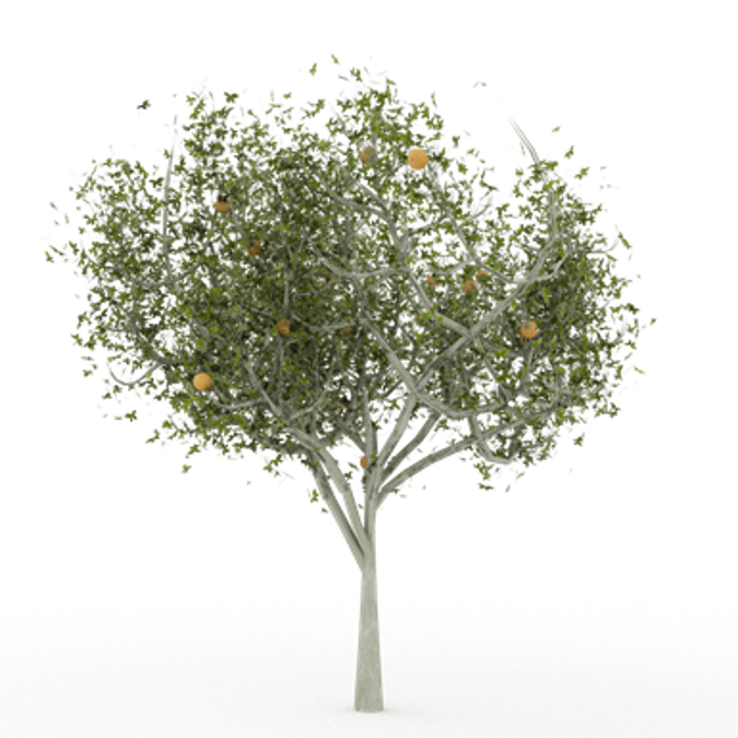 BIM objects - Free download! Orange Tree | BIMobject