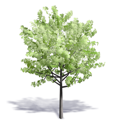 BIM objects - Free download! trees plants shrubs | BIMobject
