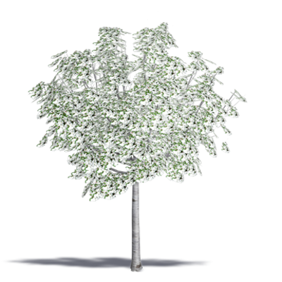 BIM objects - Free download! flower | BIMobject