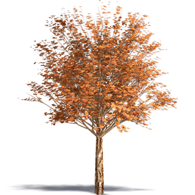 BIM objects - Free download! Trees - Autumn | BIMobject