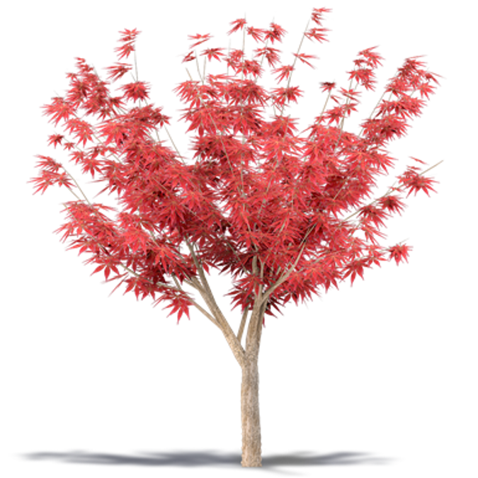 Об'єкти BIM – скачати безкоштовно! Japanese Maple | BIMobject