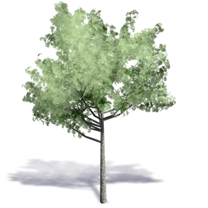 BIM object - Trees - Generic Summer Tree 10 - Plants | Polantis - Revit ...