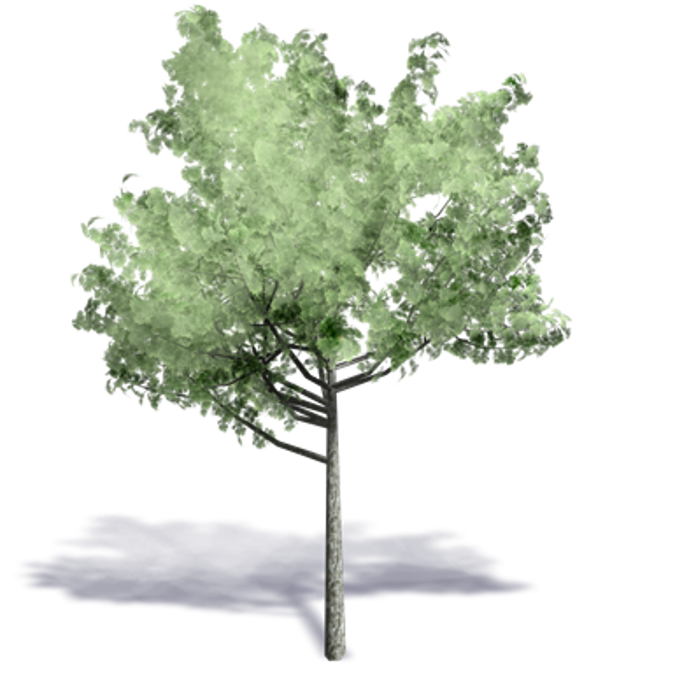 Objetos BIM - ¡Descarga gratis! Generic Summer Tree 10 | BIMobject