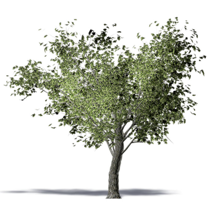 BIM objects - Free download! Olive tree | BIMobject