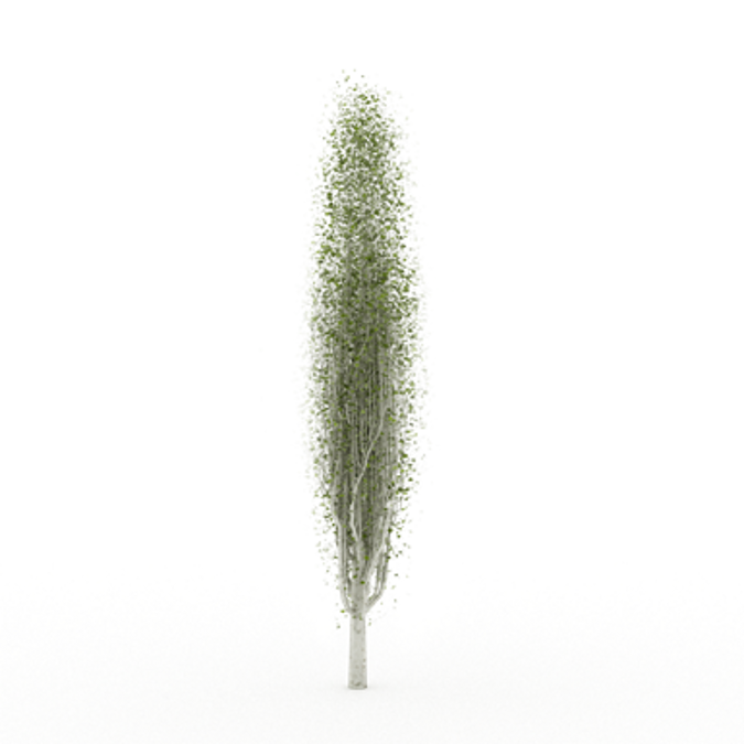 BIM objects - Free download! Poplar Tree | BIMobject