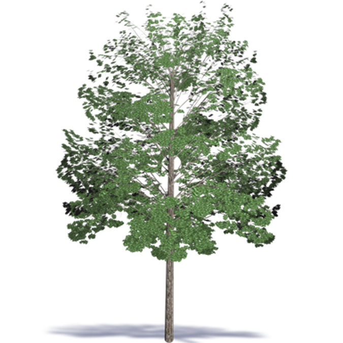 BIM objects - Free download! Acacia hardwood | BIMobject