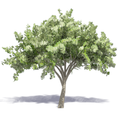 BIM objects - Free download! Rhino Landscaping - Trees | BIMobject