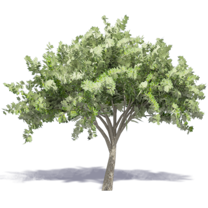 BIM objects - Free download! Elm Tree 2 | BIMobject