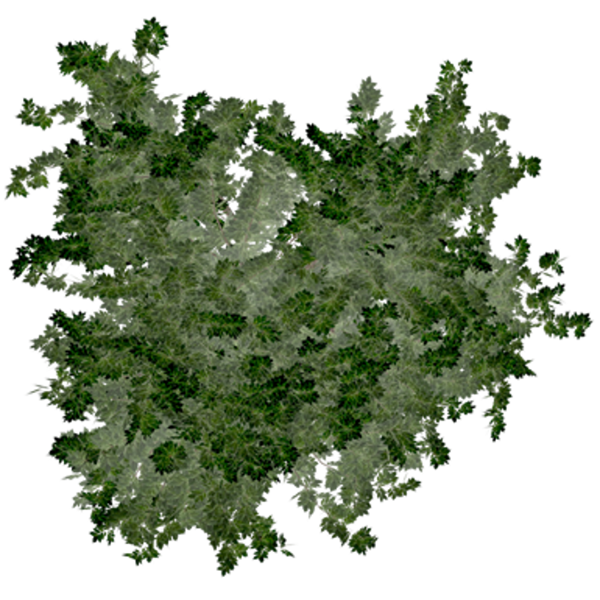 BIM objects - Free download! Elm Tree 2 | BIMobject