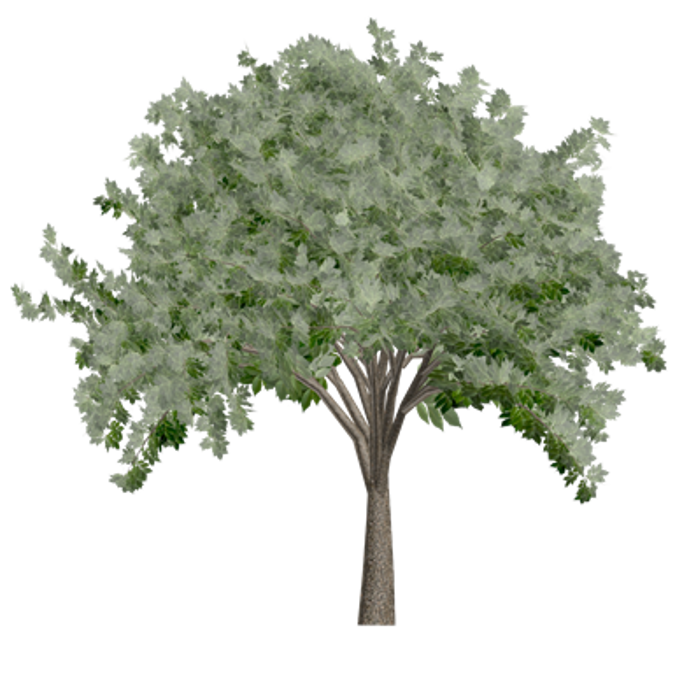 BIM objects - Free download! Elm Tree 2 | BIMobject