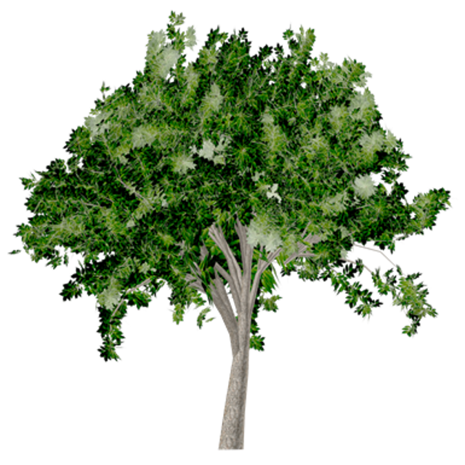 BIM objects - Free download! Elm Tree 2 | BIMobject