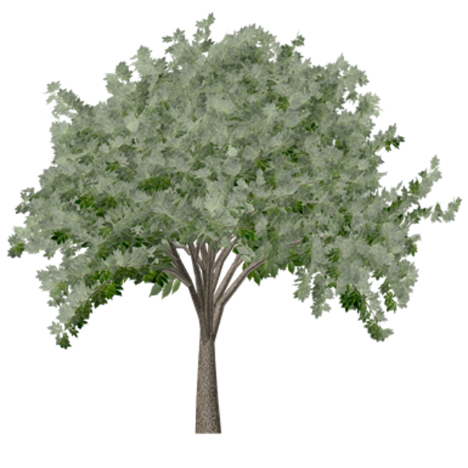 BIM objects - Free download! Elm Tree 2 | BIMobject