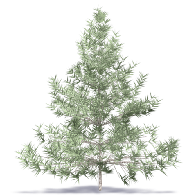 BIM objects - Free download! Fir Tree 1 | BIMobject