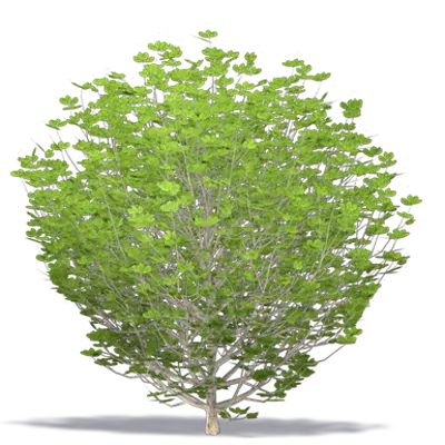 BIM objects - Free download! indoor plant | BIMobject