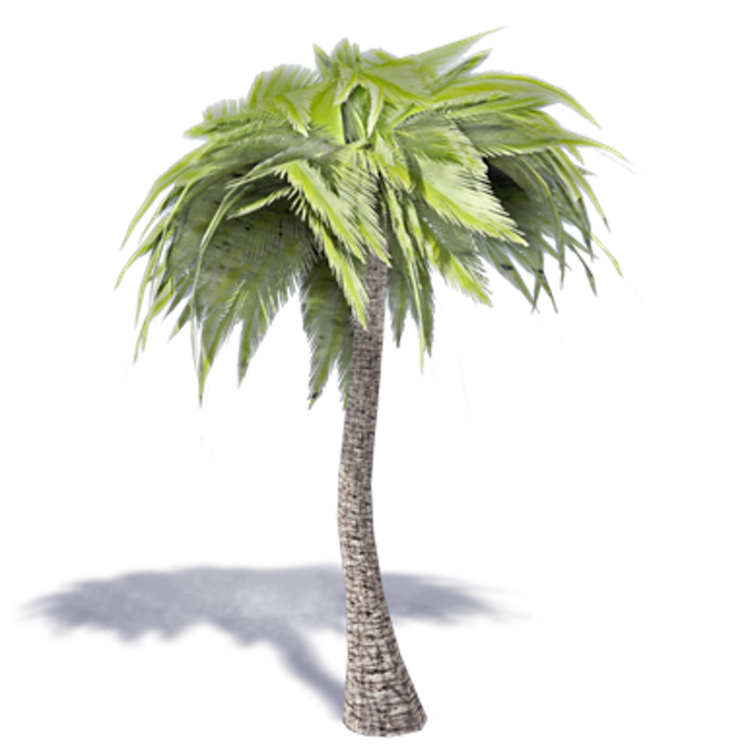 BIM objects - Free download! Palm Tree 1 | BIMobject