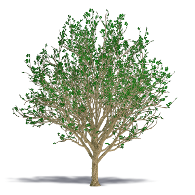BIM objects - Free download! Trees - Fruit | BIMobject