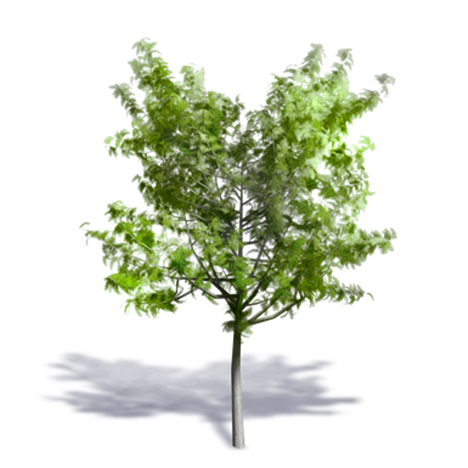 BIM objects - Free download! Generic Summer Tree 9 | BIMobject