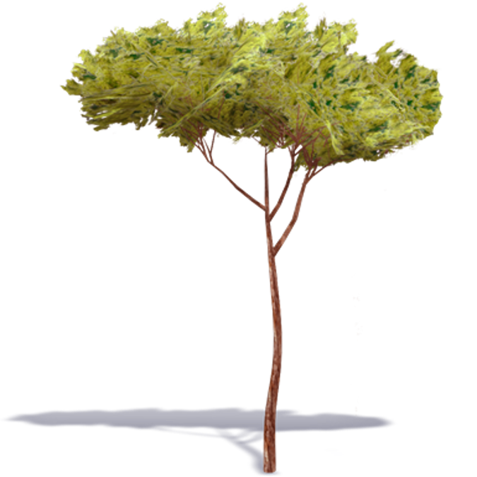 BIM objects - Free download! Stone Pine Tree 1 | BIMobject