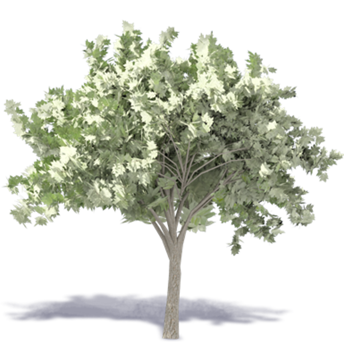 BIM objects - Free download! Elm Tree 1 | BIMobject