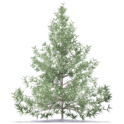 BIM objects - Free download! trees plants shrubs | BIMobject