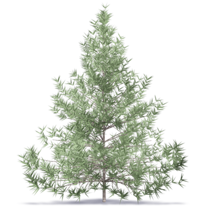BIM objects - Free download! Fir Tree 2 | BIMobject
