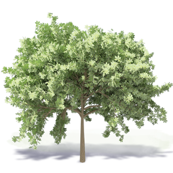 BIM objects - Free download! Chestnut Tree 2 | BIMobject