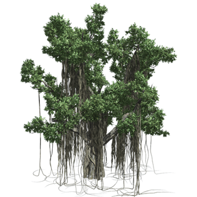 BIM objects - Free download! Trees - Exotic | BIMobject