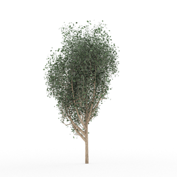 BIM objects - Free download! Elm Tree | BIMobject