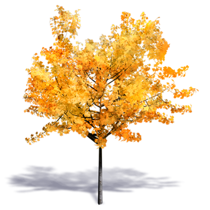 BIM objects - Free download! Generic Autumn Tree 2 | BIMobject