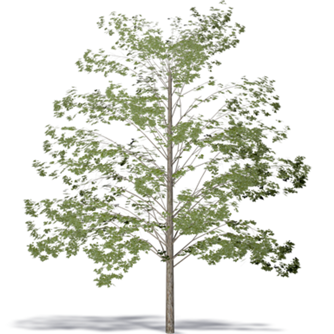 BIM objects - Free download! Italian Maple | BIMobject