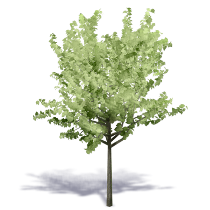 BIM objects - Free download! Generic Summer Tree 4 | BIMobject
