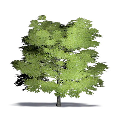 BIM objects - Free download! indoor plants | BIMobject