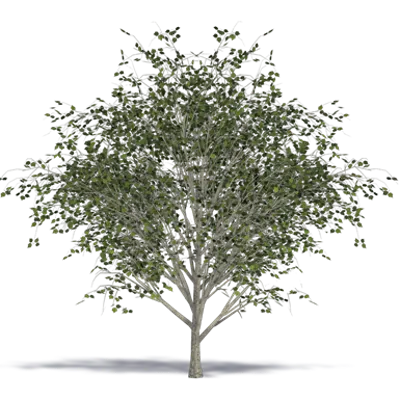 Объекты BIM - Скачать бесплатно! trees | BIMobject