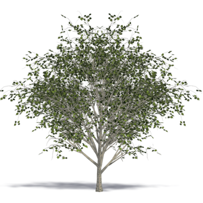 BIM objects - Free download! Landscaping - Trees | BIMobject
