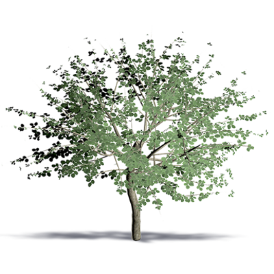 BIM objects - Free download! trees plants shrubs | BIMobject