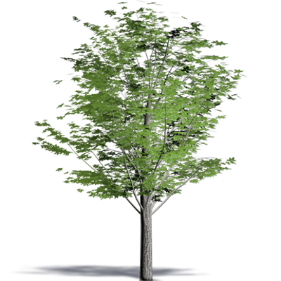 BIM objects - Free download! tree | BIMobject