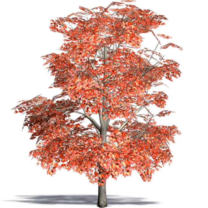 Objetos BIM - ¡Descarga gratis! Red Maple Swamp Maple | BIMobject
