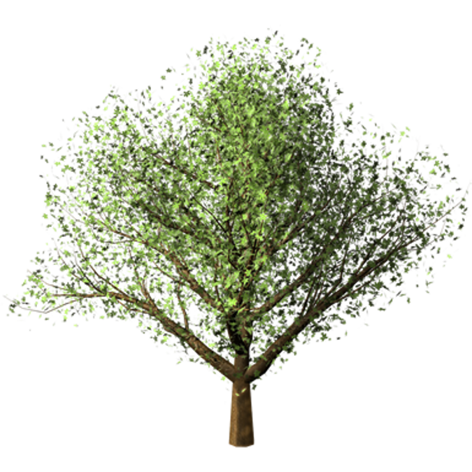 BIM objects - Free download! Chestnut Tree | BIMobject