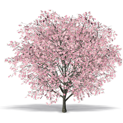 BIM objects - Free download! Trees - In Bloom | BIMobject
