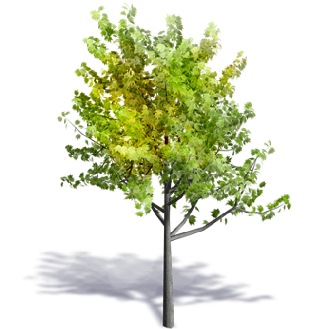 Objetos BIM - ¡Descarga gratis! Generic Summer Tree 8 | BIMobject