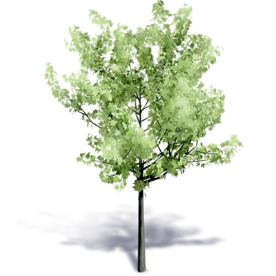 BIM objects - Free download! tree | BIMobject